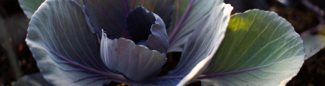 Reconnect to nature | Nelson Garden