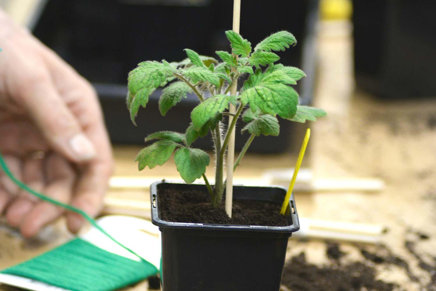 Plant en ven | Nelson Garden