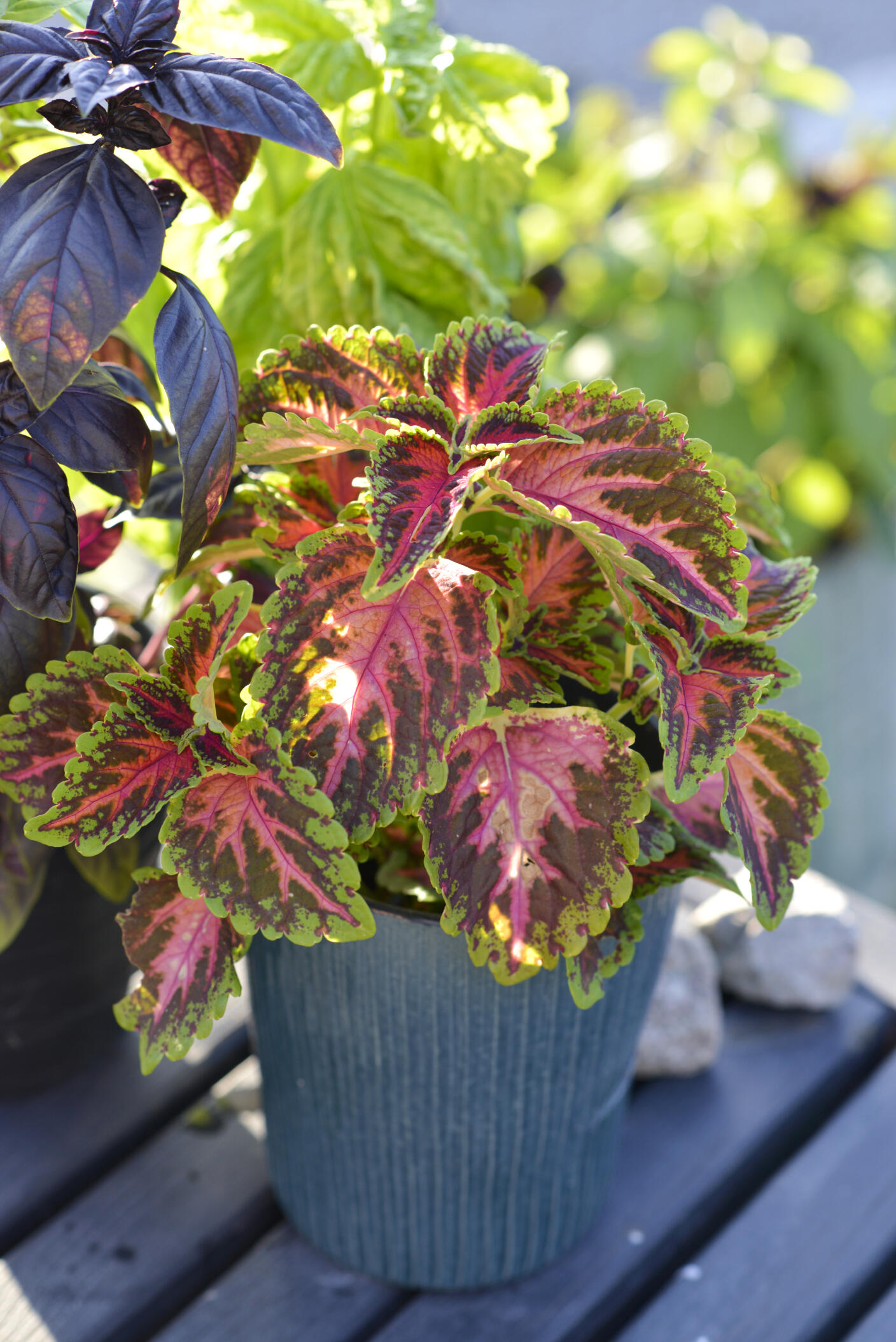 Paletblad 'Wizard Coral Sunrise' - Udvalgte blomsterfrø